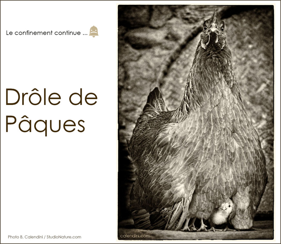 PHOTO : Drôle de Pâques 2020 | STUDIO NATURE / PHOTO VIDEO DRONE